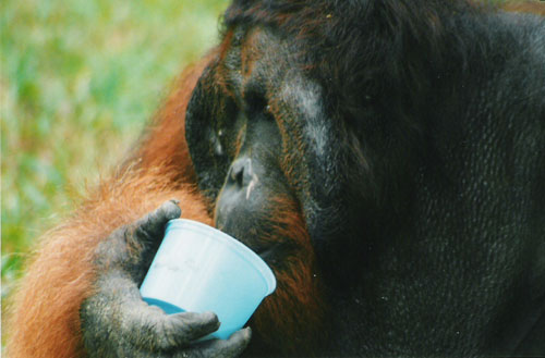 Martin Muir: Research - Orangutan Population Density Analysis